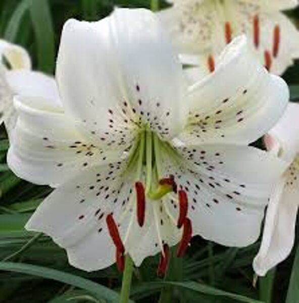 LILIJU SĪPOLI - Veikals - Zemnieku saimniecība "Zutiņi"